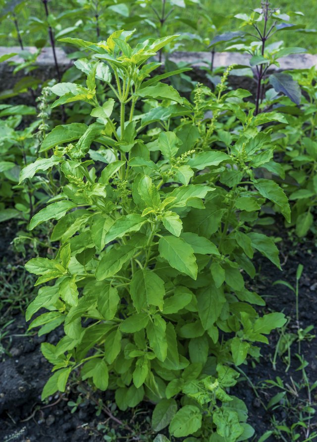 Tulsi Medicinal Uses